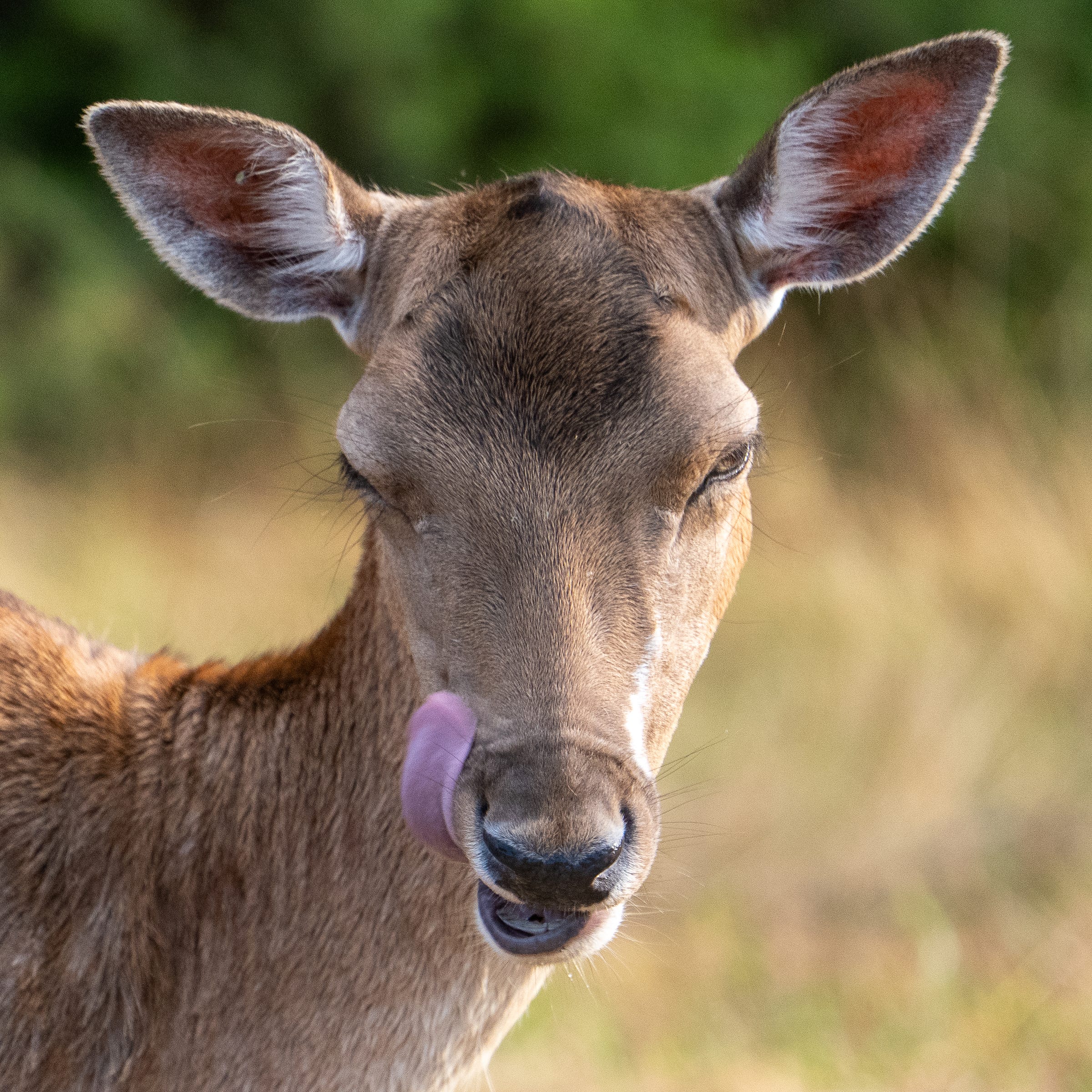 About – JustAnotherDev – Medium