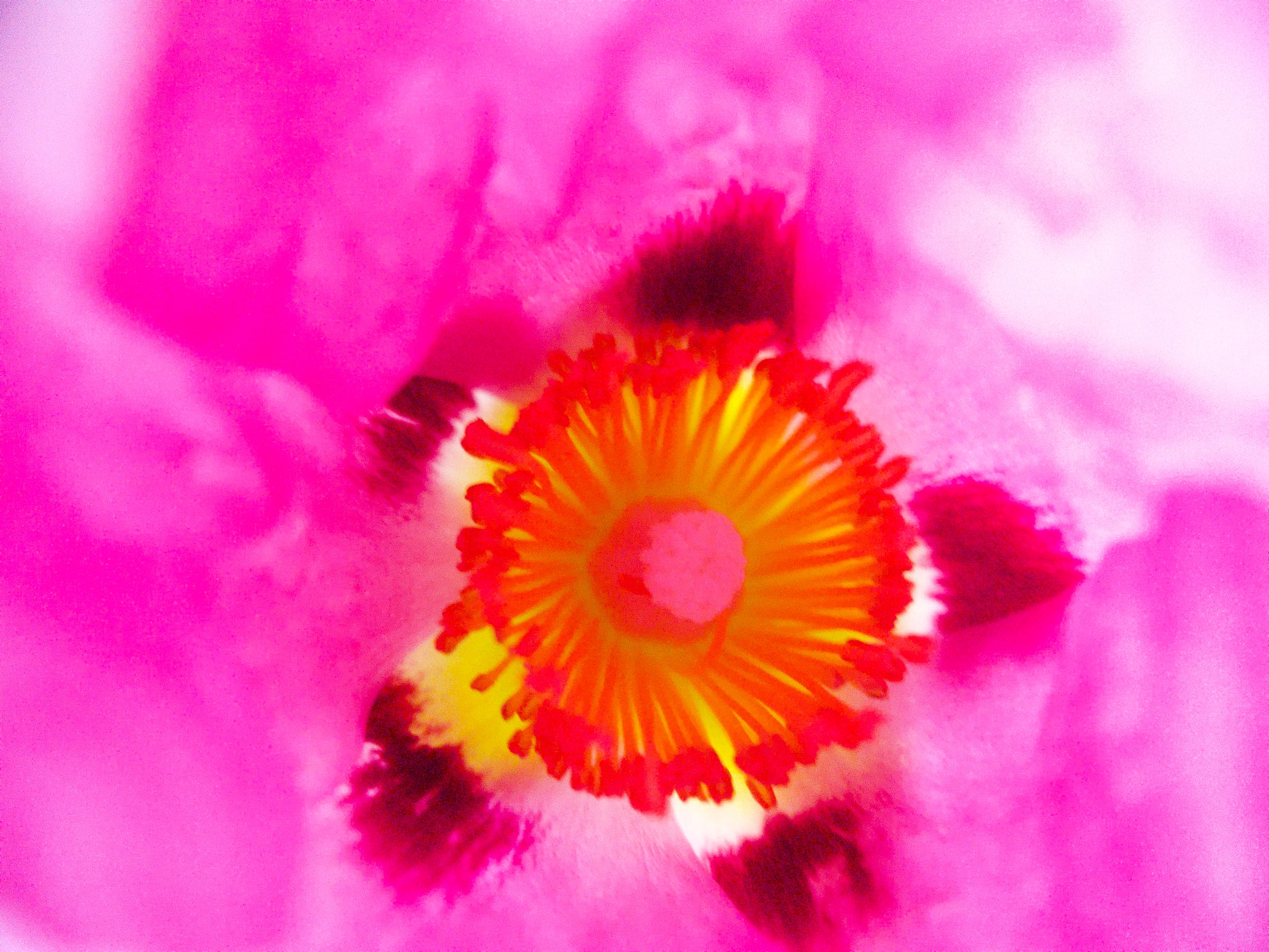 Macro Photography with iPhone Pro 11 and Moment Macro Lens