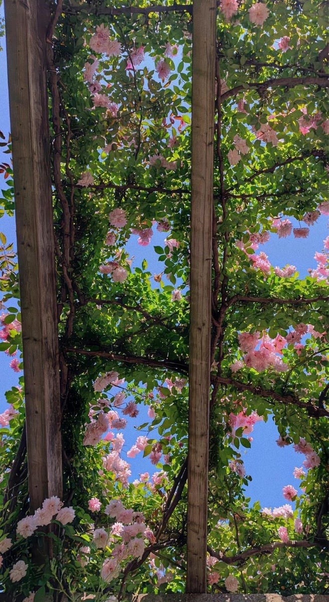 lili_mayrose – Medium