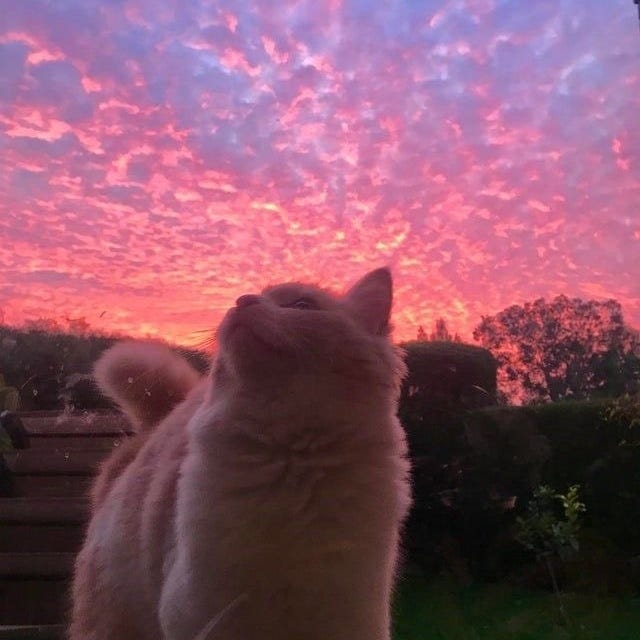 Sena Ekmen – Medium