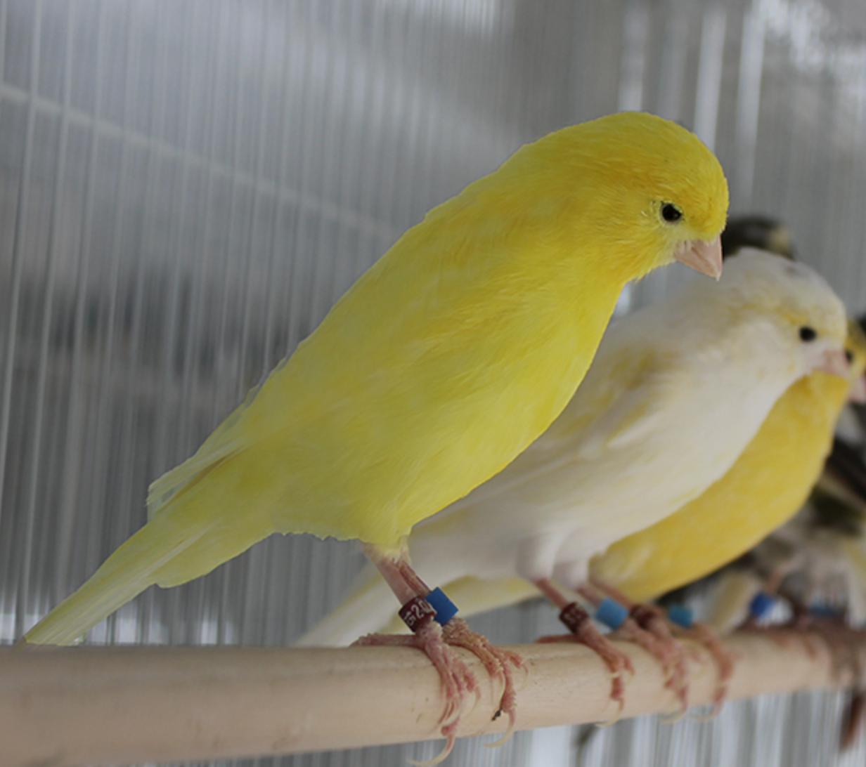 Best canaries For sale – Medium