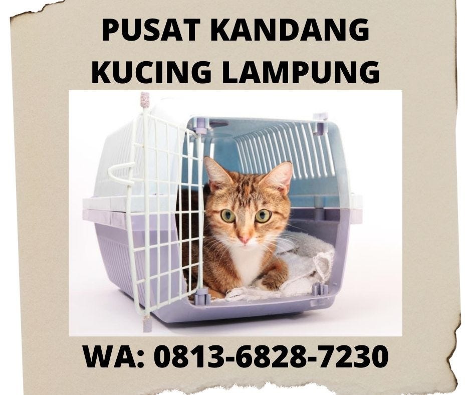 Pusat Rumah Kucing Lampung – Medium