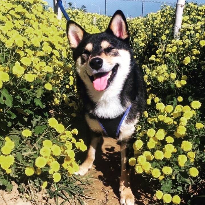 Shiba_Inu_Cool – Medium