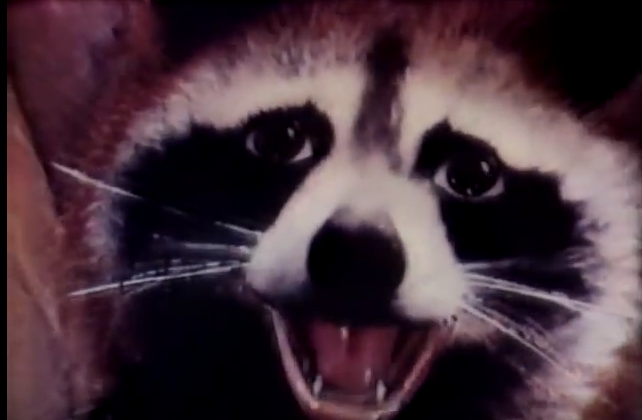 Rita Raccoon