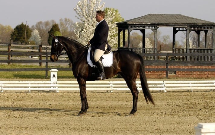 Steve Milne Equestrian – Medium