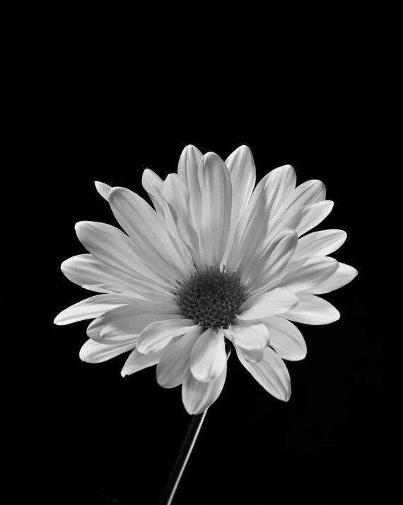 Scribble_daisy – Medium