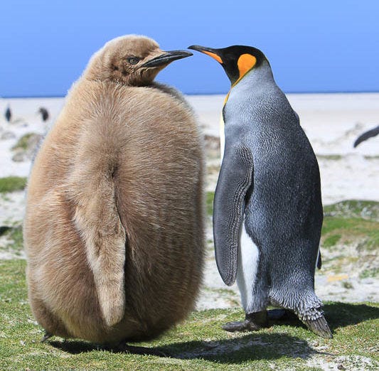 Indra Gunawan – Medium