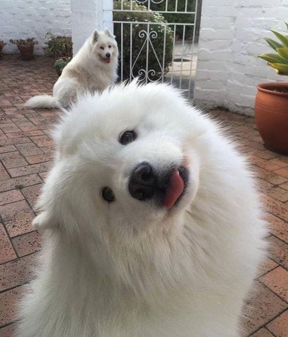 Some Cloud-Doggo – Medium
