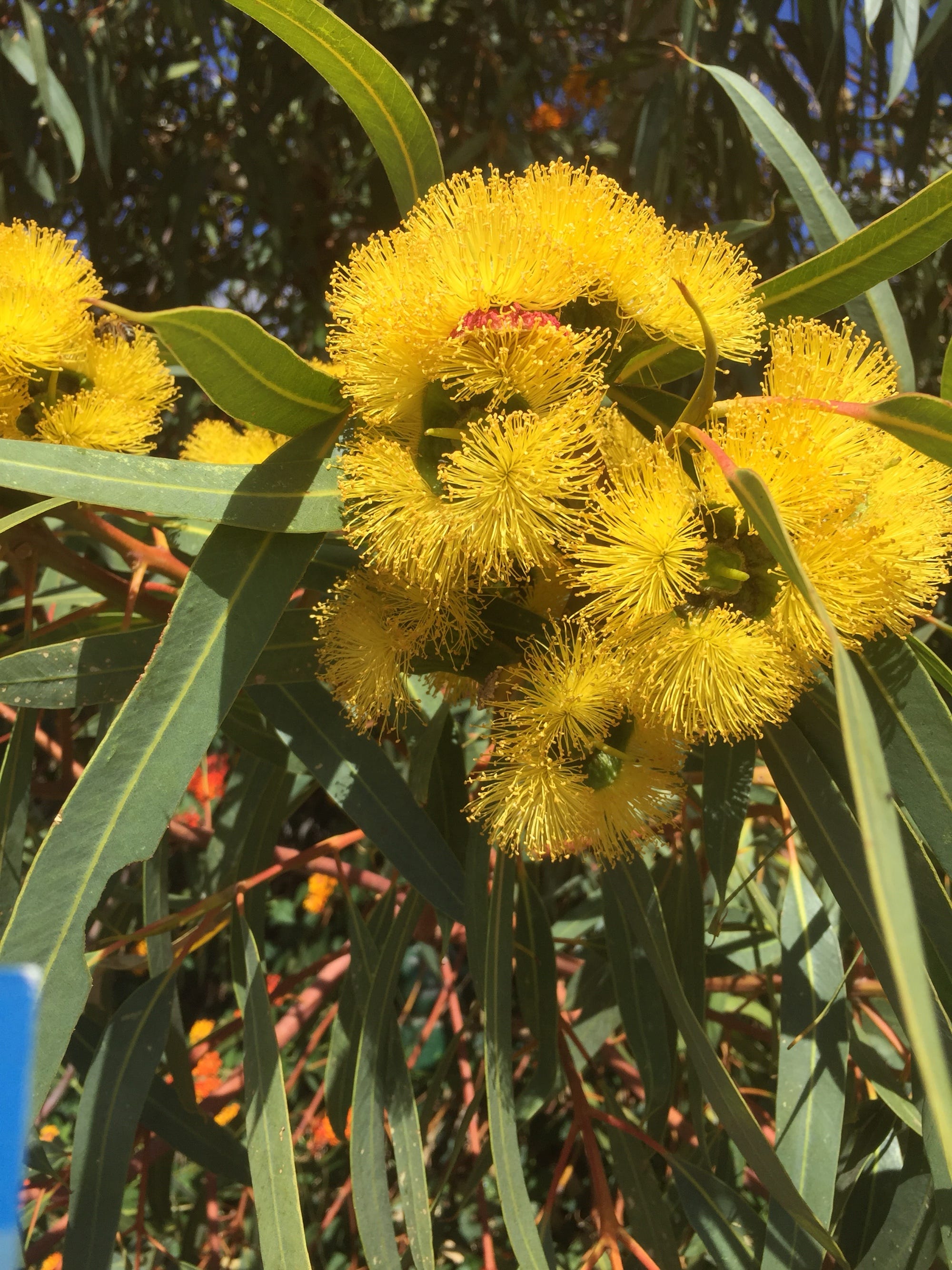 Walking around Northam.