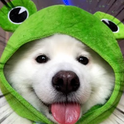 FROGDOG – Medium