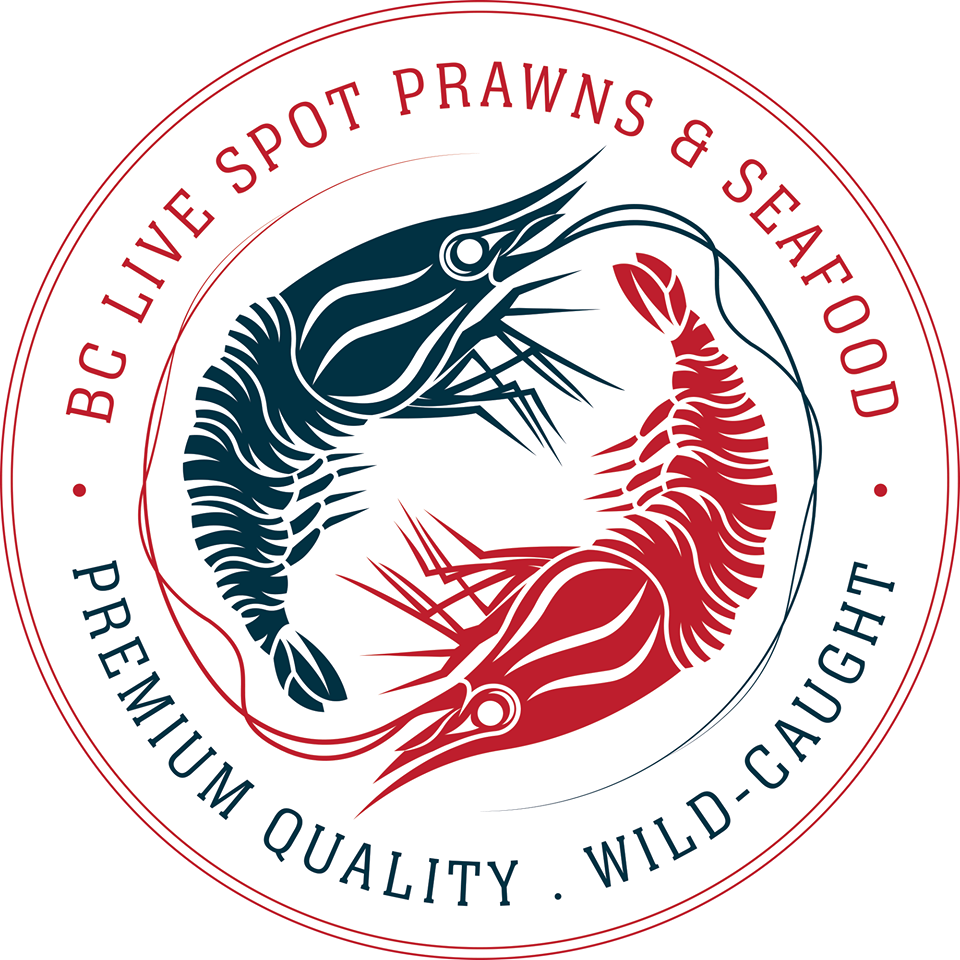 BC Live Spot Prawns – Medium