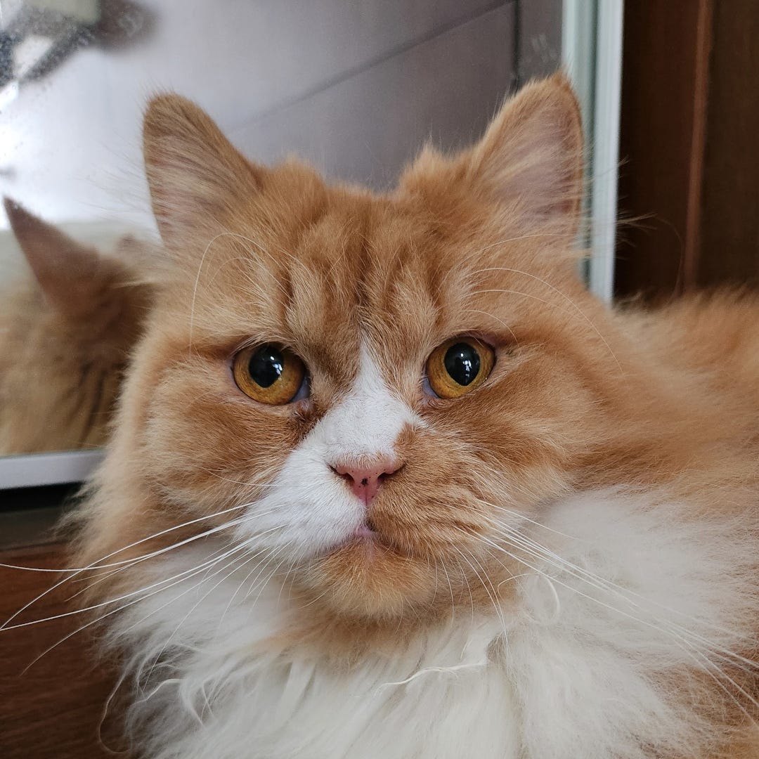 Miko Chico – Medium
