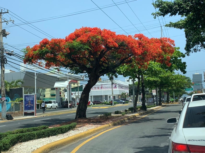 El flamboyán