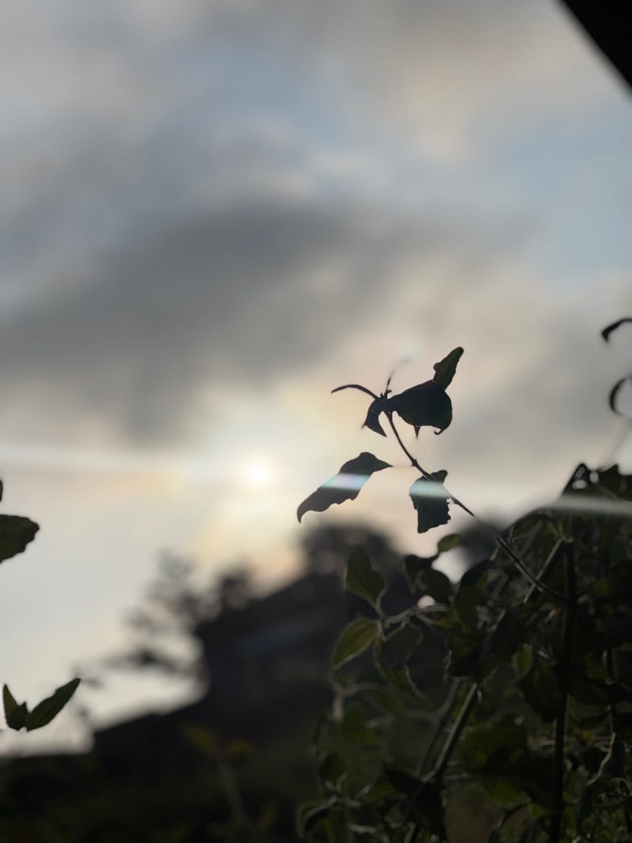 Chiemena Erasmous – Medium