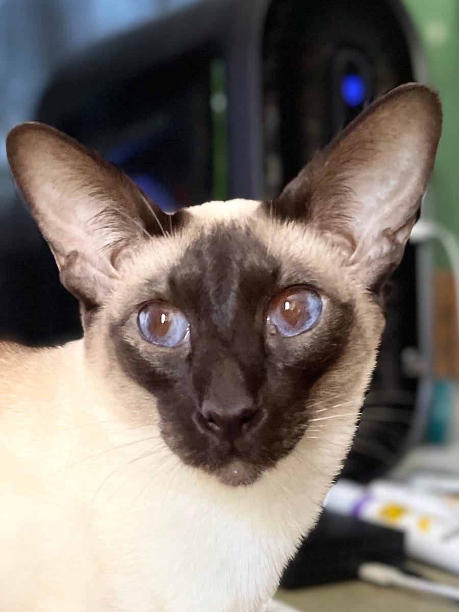 Constance McNamara Romanowski – Medium