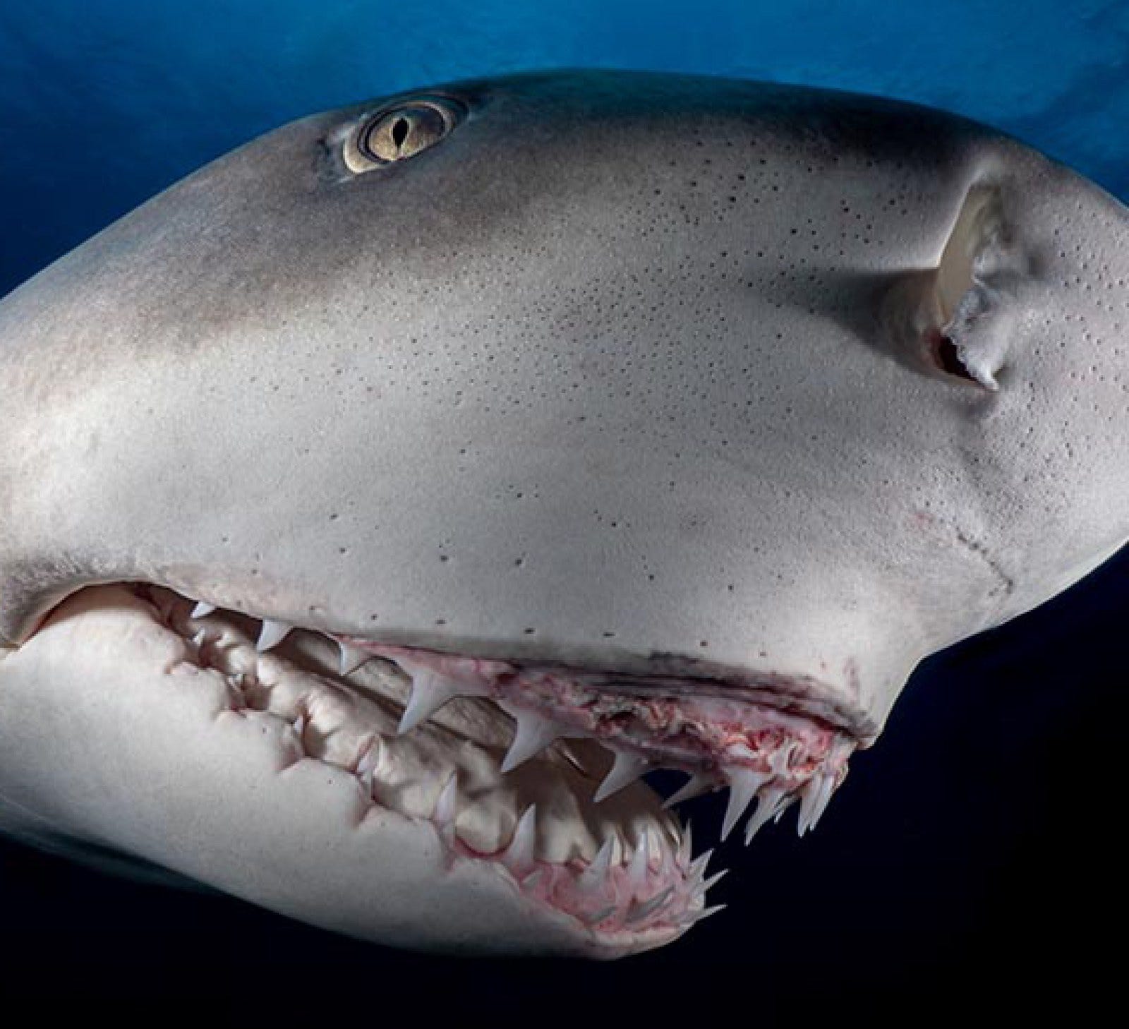 Lemon_shark – Medium