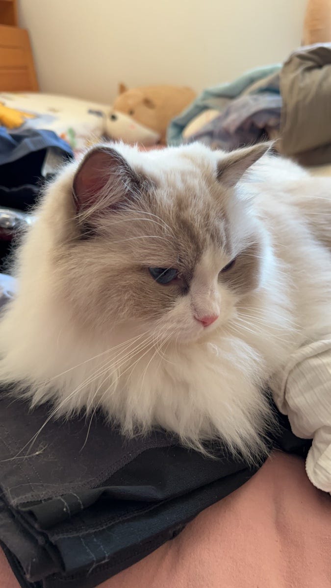 Programmer pan – Medium