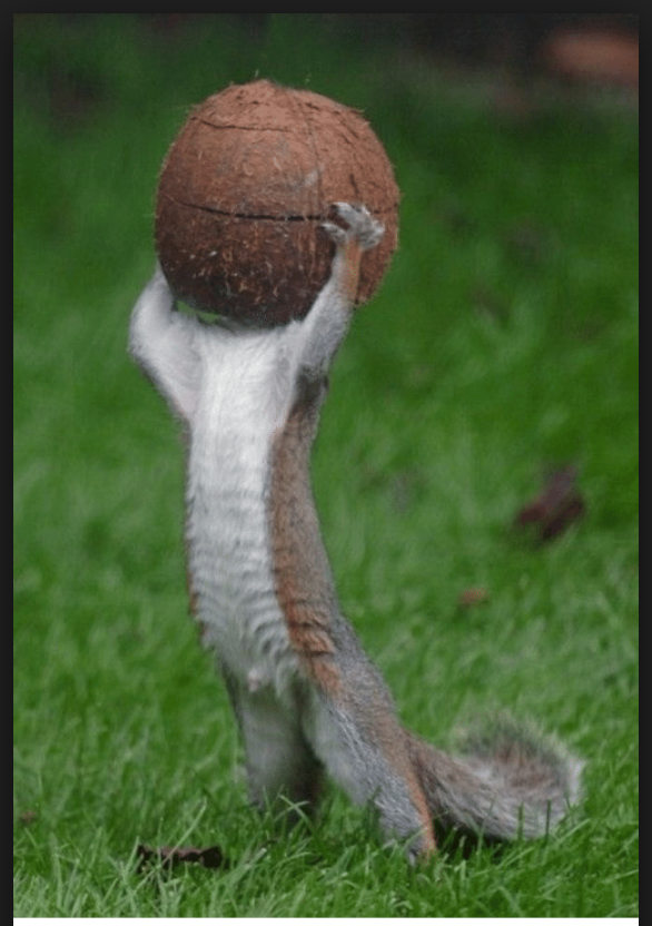 AJ Miller – Medium