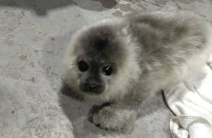 Anandita Arza – Medium