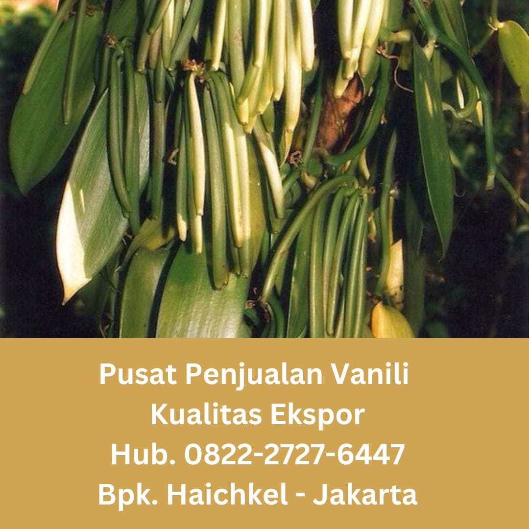 Distributor Vanili – Medium