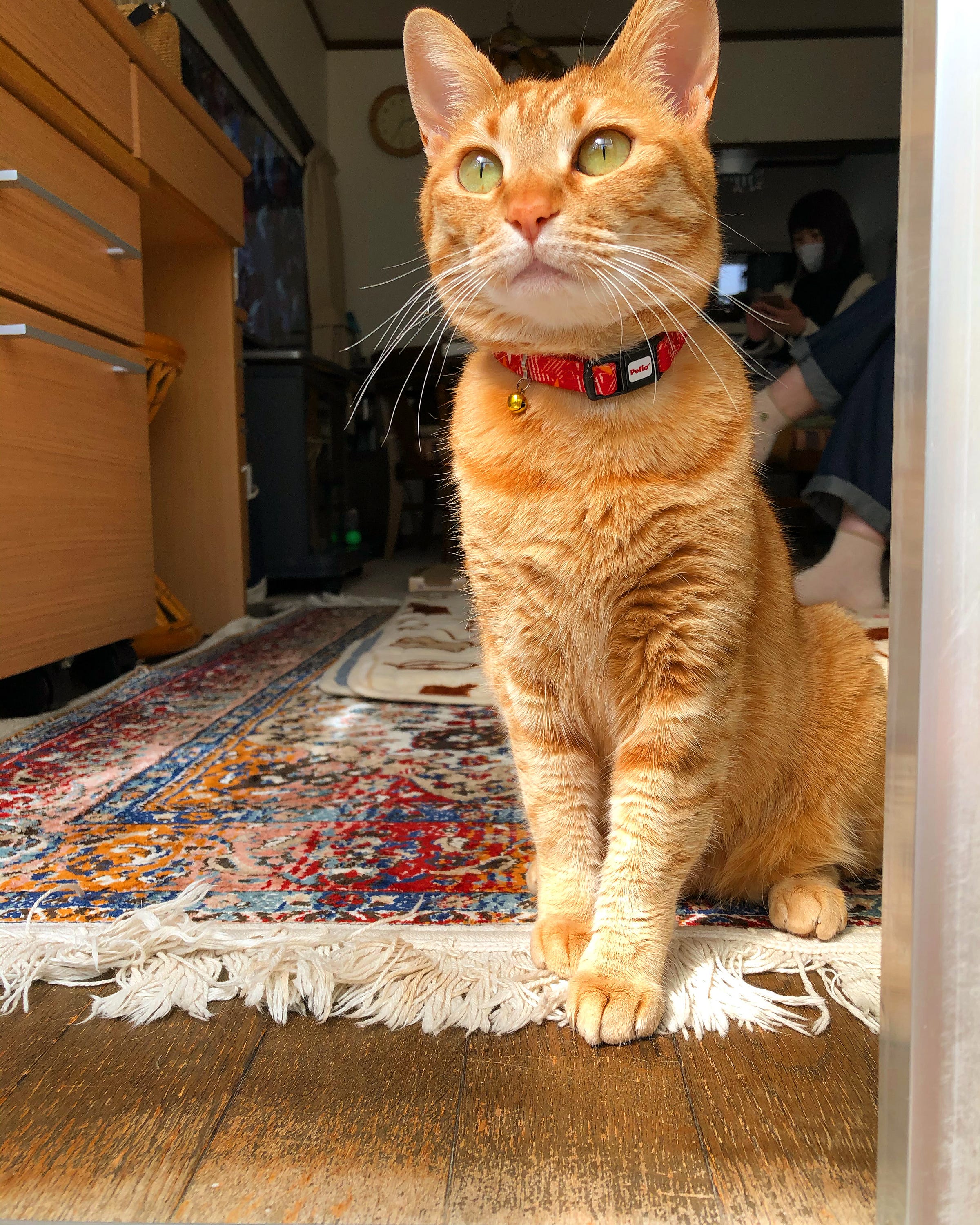 Cat in Japan – Medium