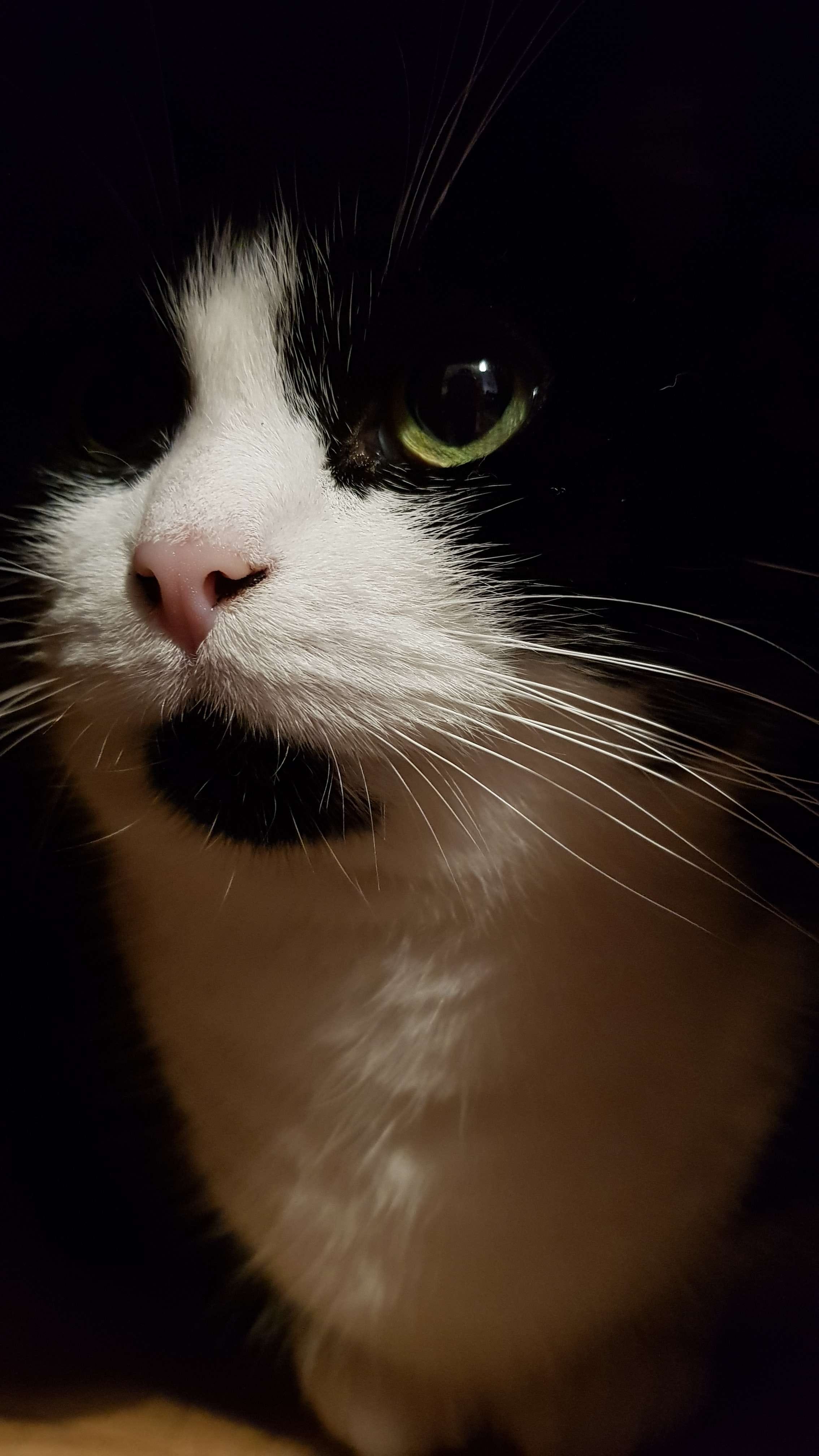 Caffeline – Medium