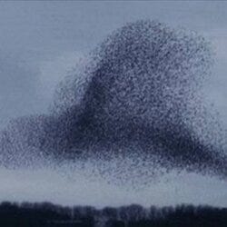 SWARM – Medium
