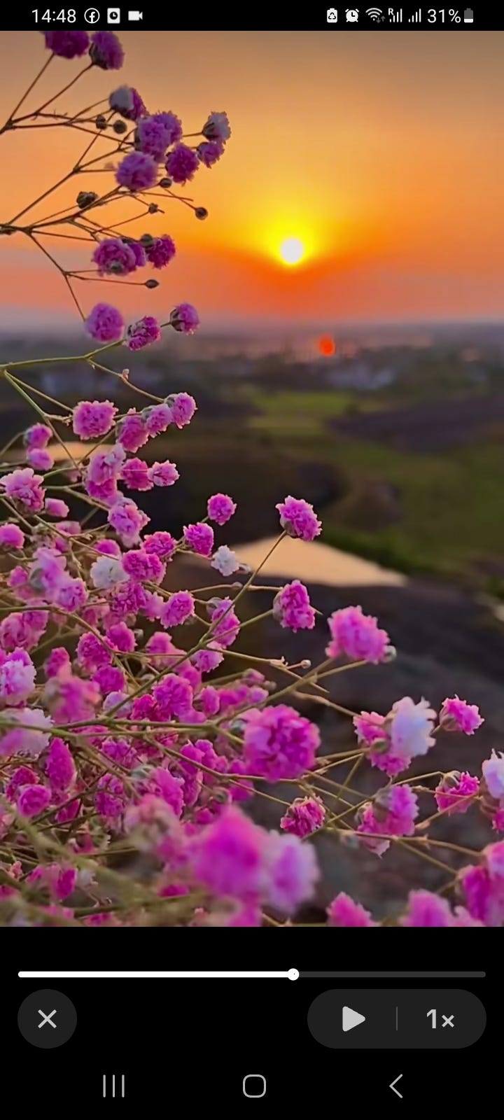 Pear Motivation – Medium