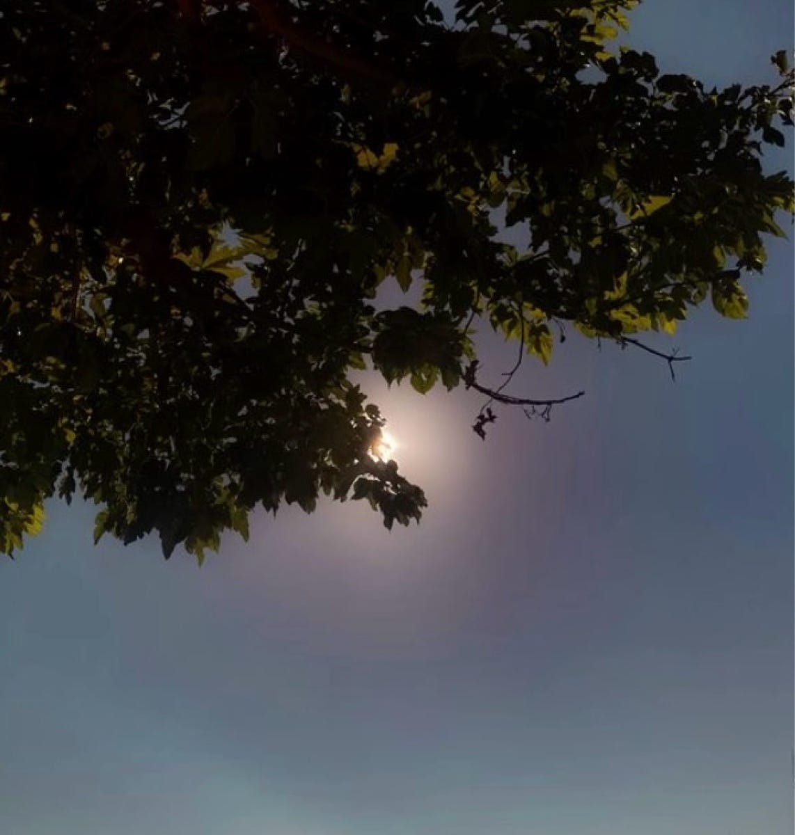 About – tara’s stars – Medium