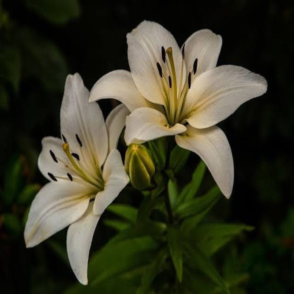 LILY FLOWER – Medium
