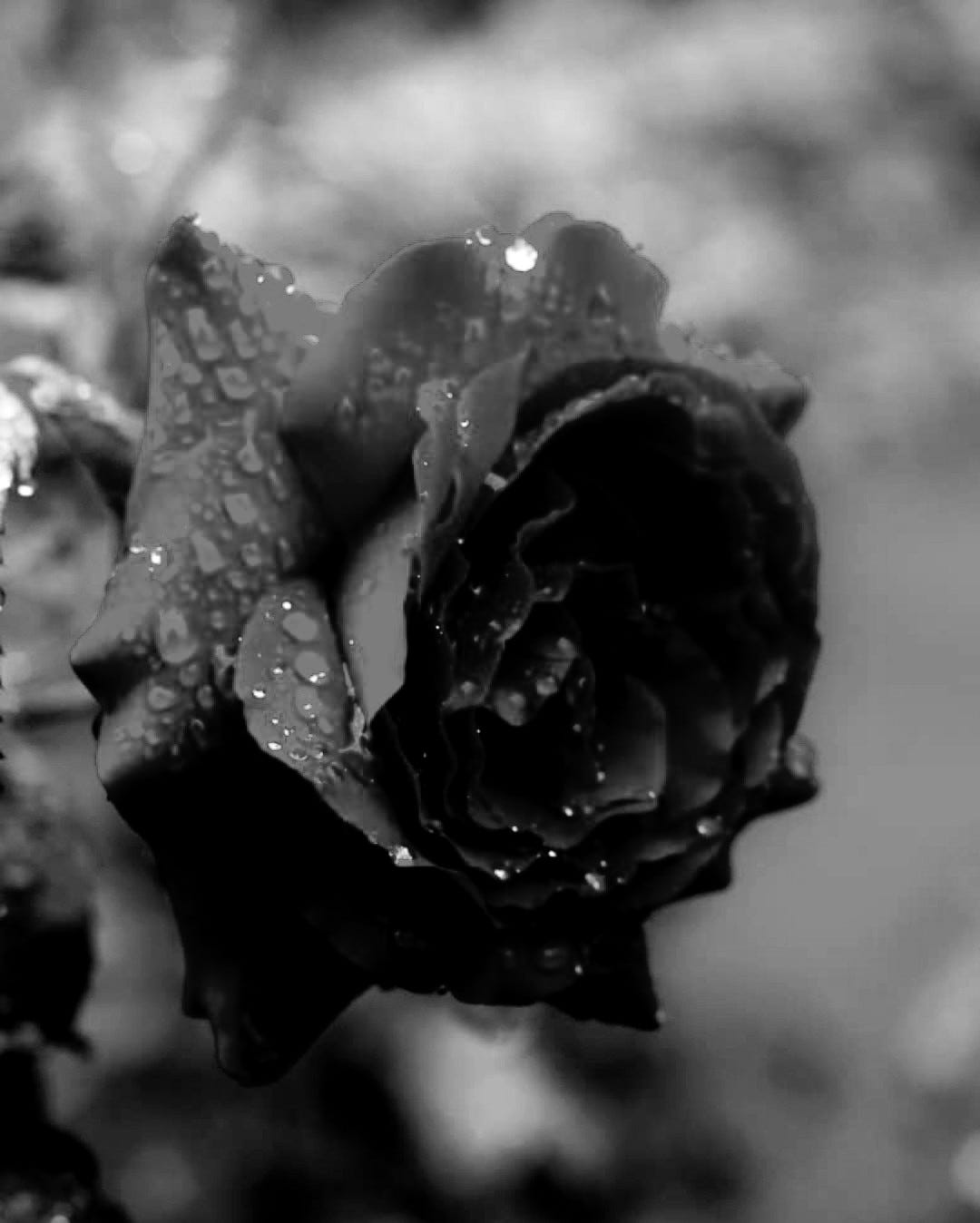 Solomon Favour B – Medium