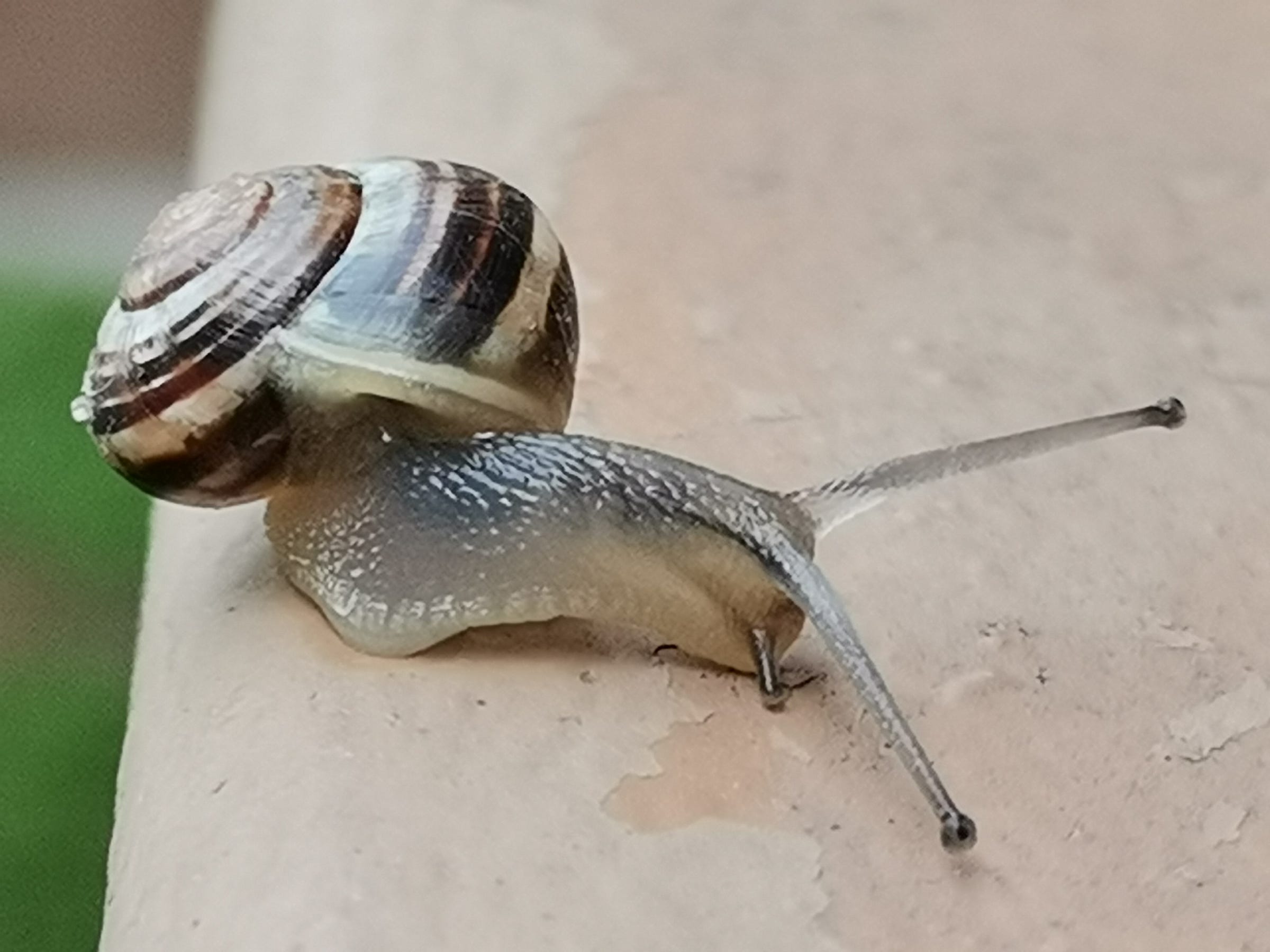 Sung Ping Sung – Medium