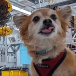 Qubit The Quantum Dog – Medium