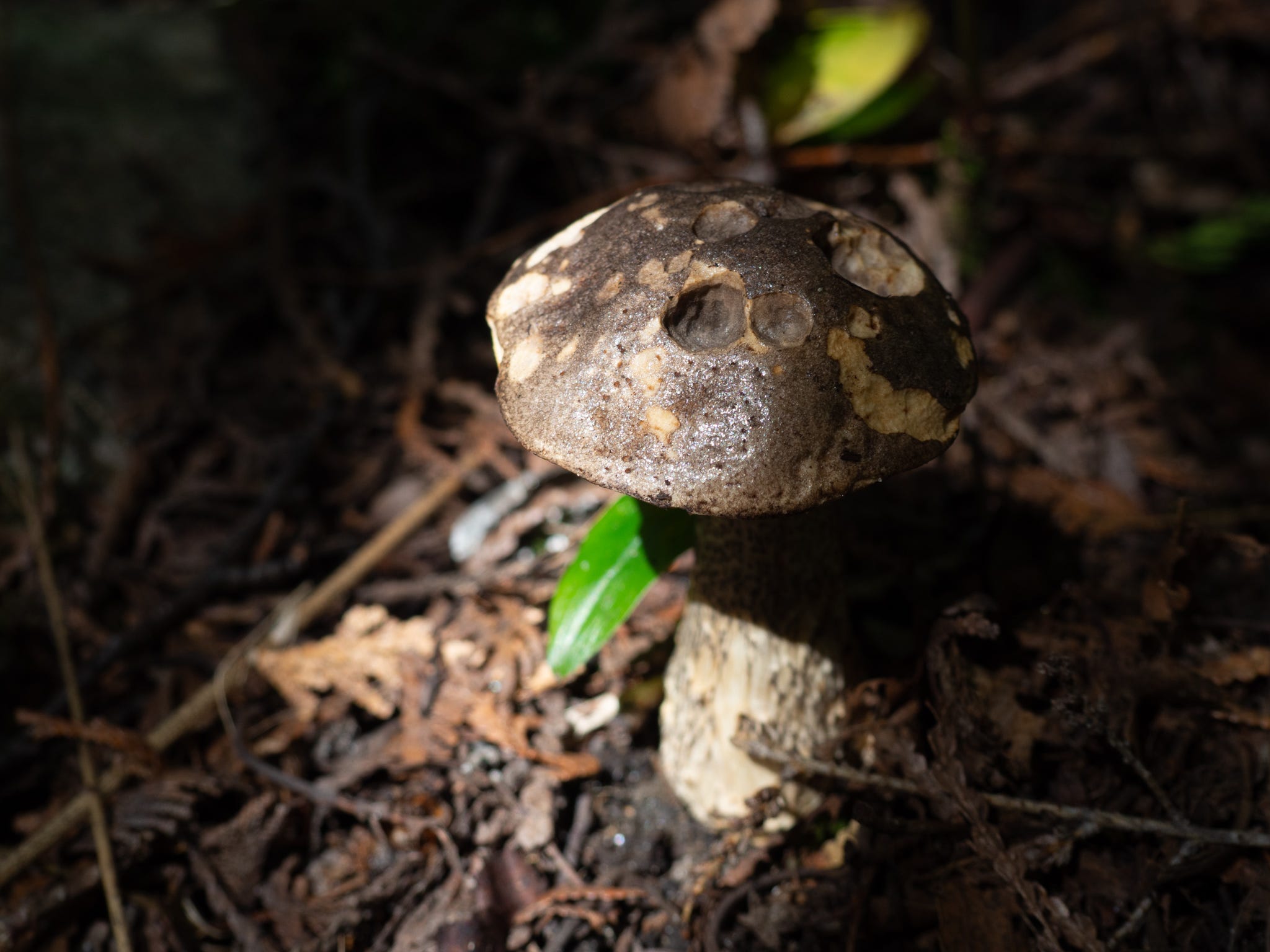 Luke Tambakis – Medium