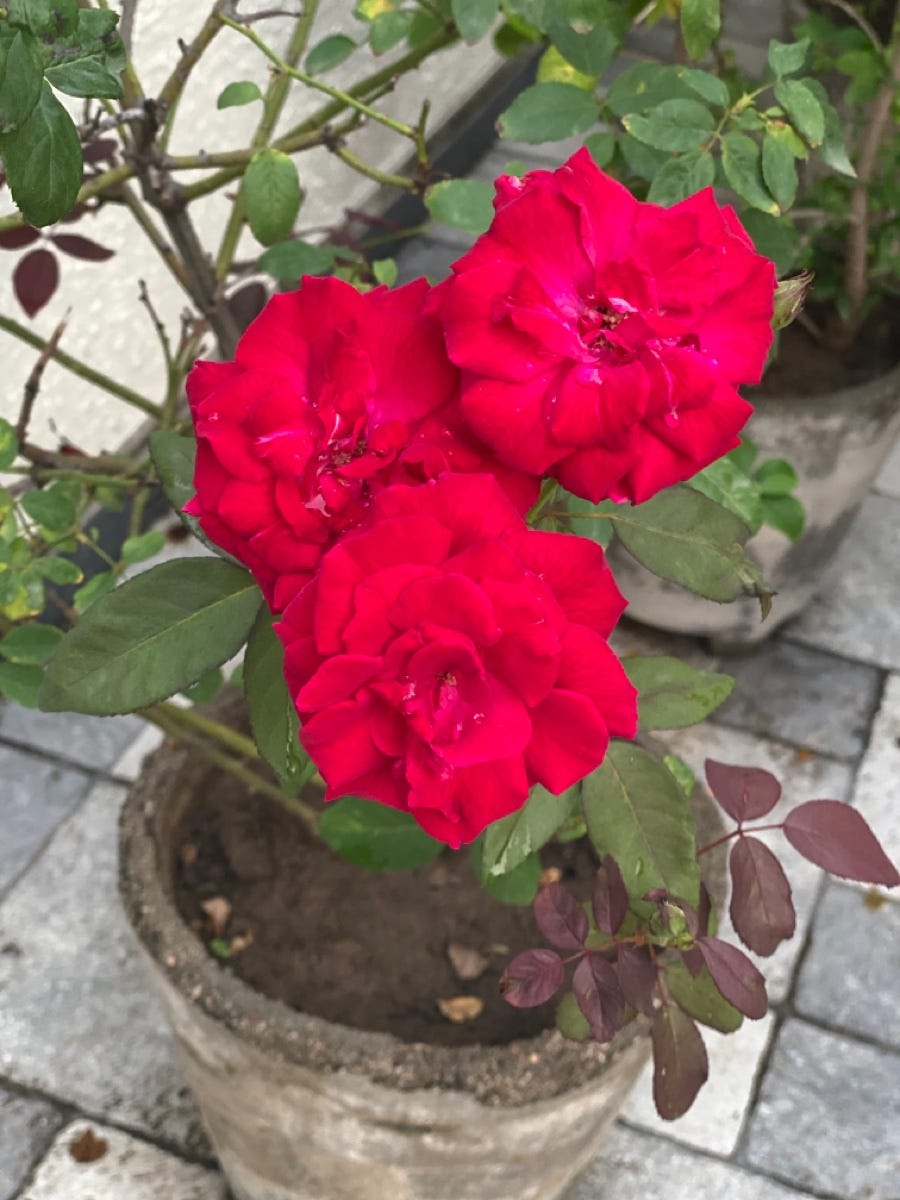 Rinki Bhojani – Medium