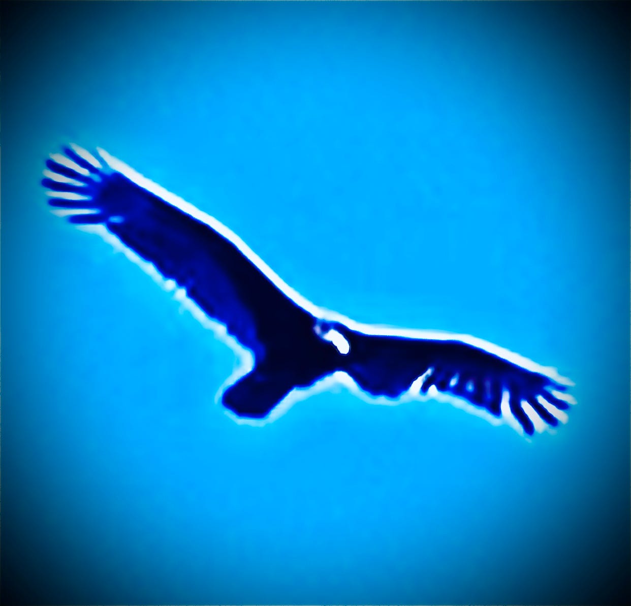 About – Corvus corax – Medium