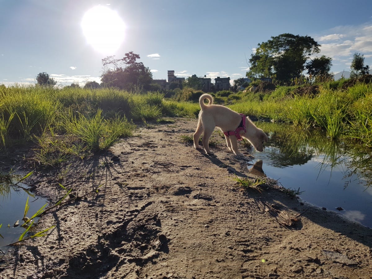 prajwal sedhai – Medium