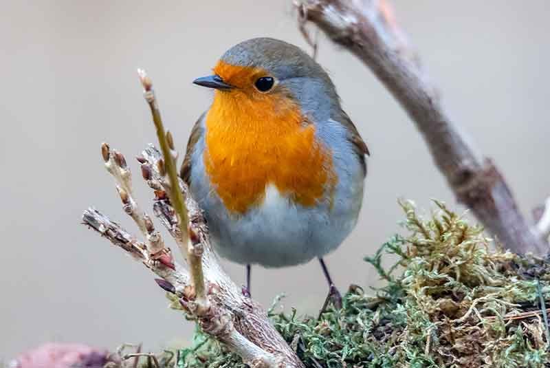 Robin – Medium