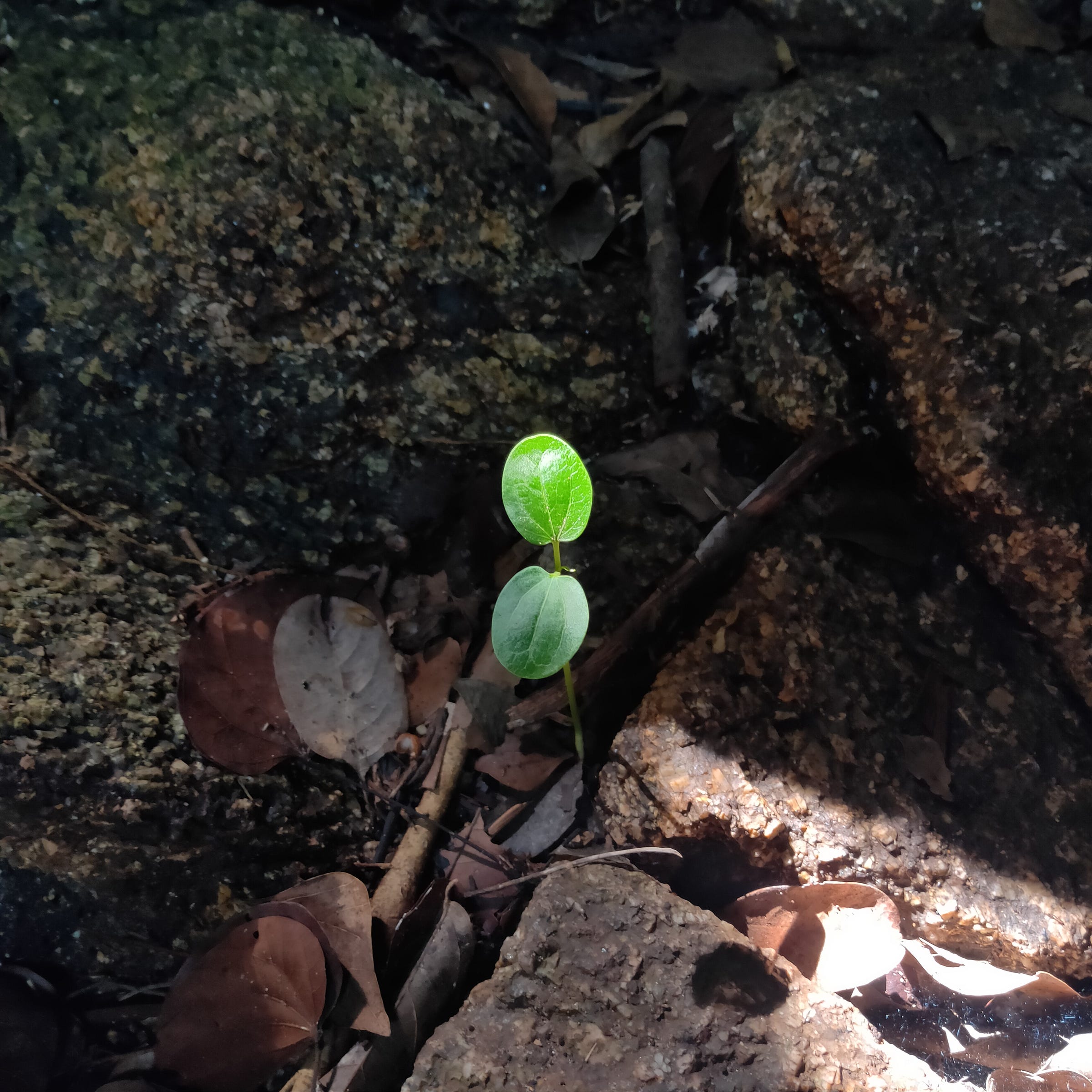 About – Fan Yiyu – Medium