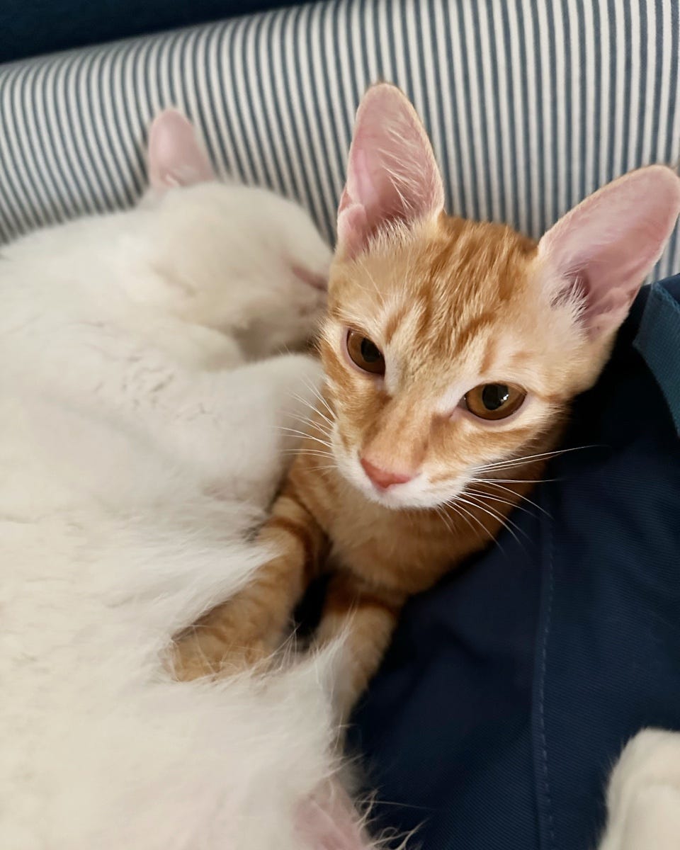 Panda with Cats – Medium