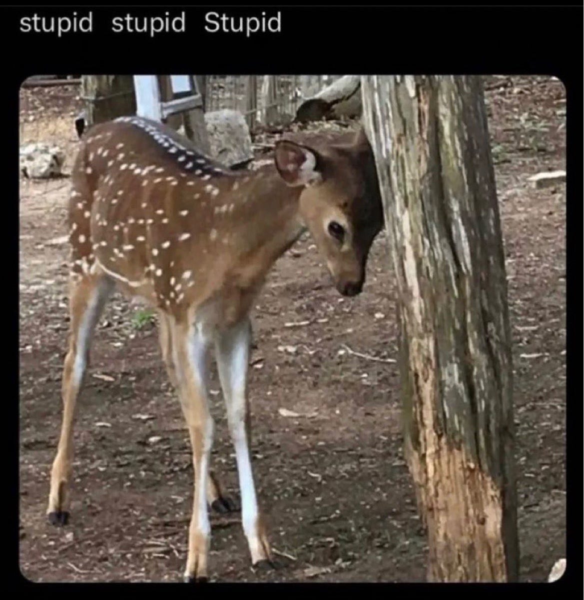 Rosemary James Steward – Medium