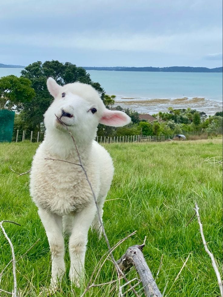 The Fifth Sheep – Medium