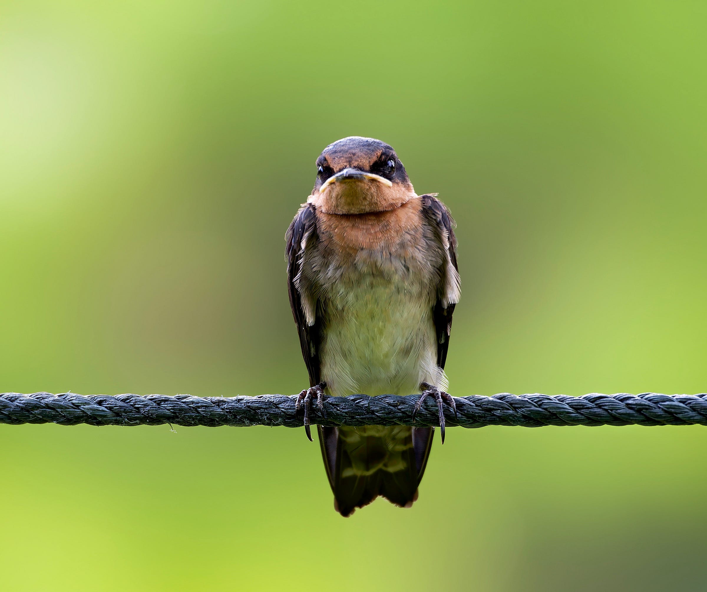 Marcus Ming – Medium