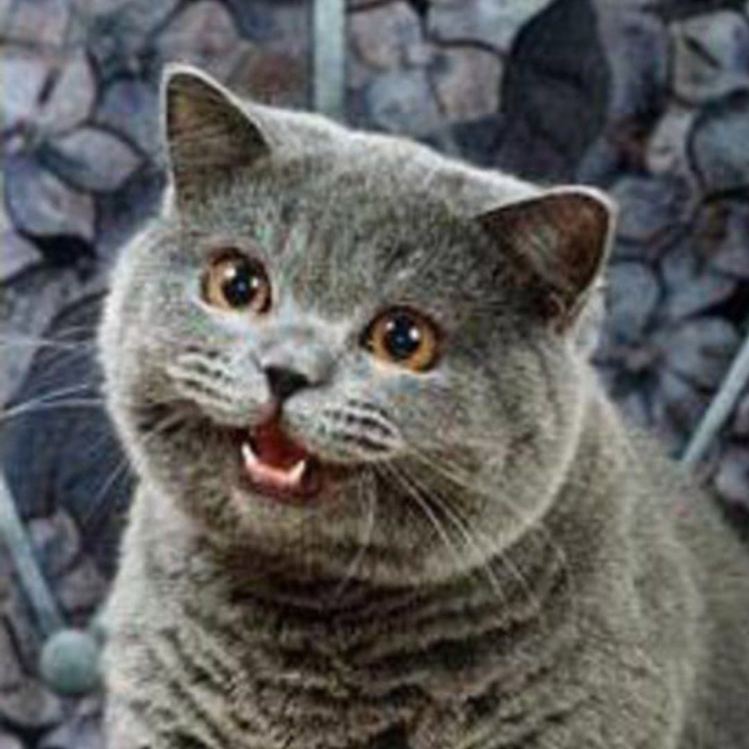 Lolcat – Medium
