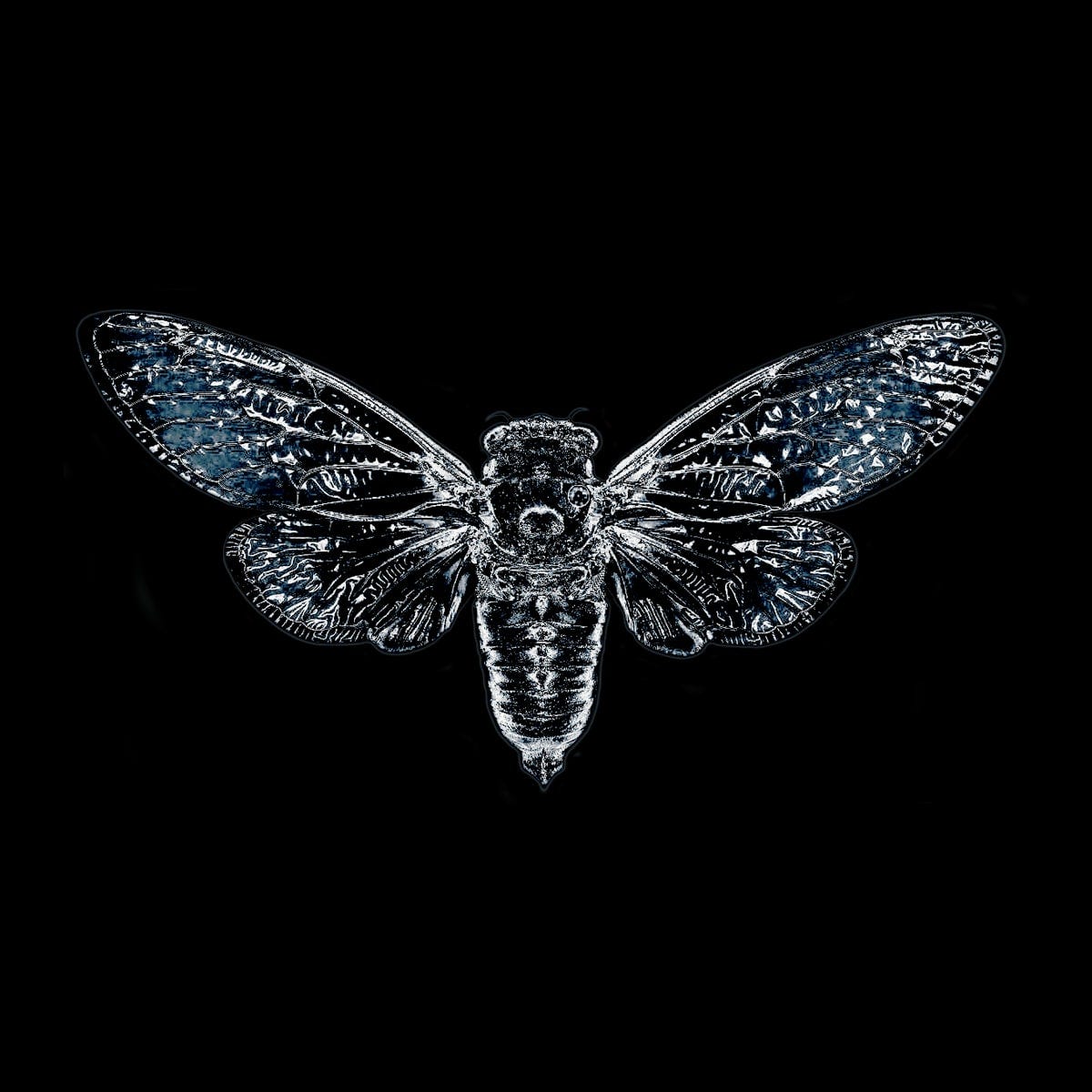 Cicada3301 – Medium