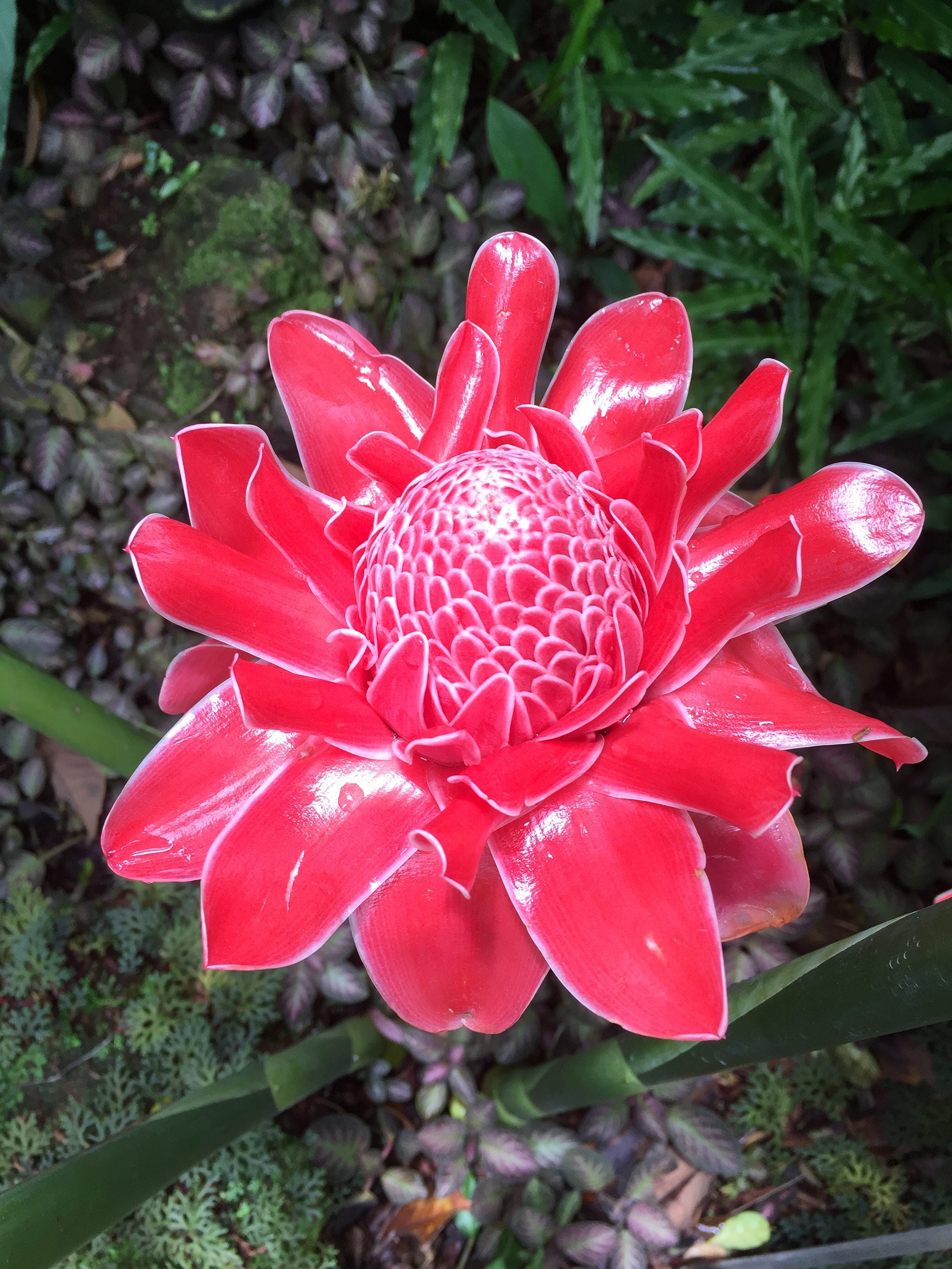 Naked Pistachio – Medium