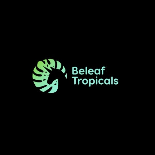 About – Beleaf Tropicals – Medium