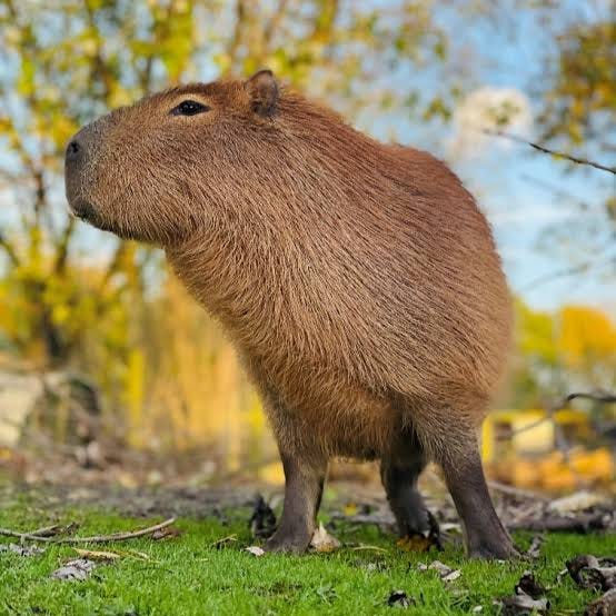 capybara – Medium