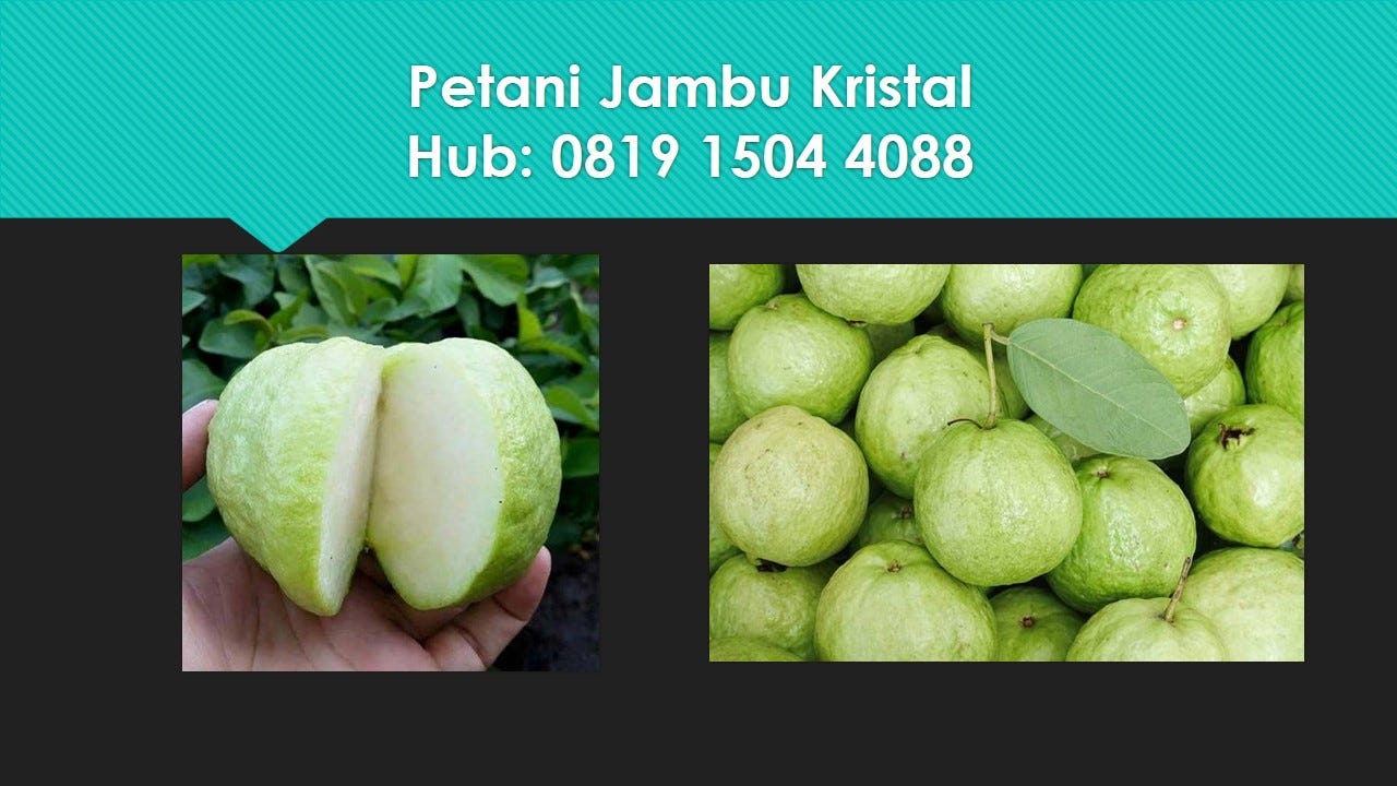 Petani Jambu Kristal – Medium