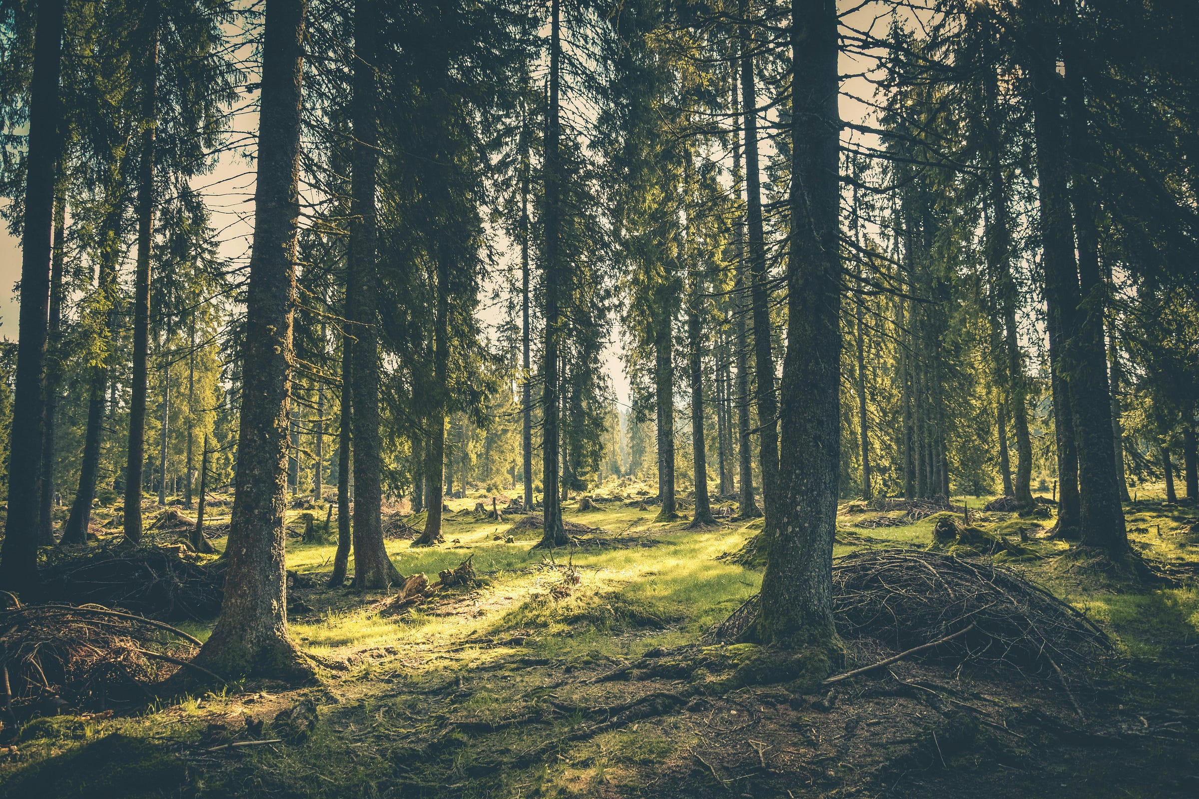 Serene – Medium